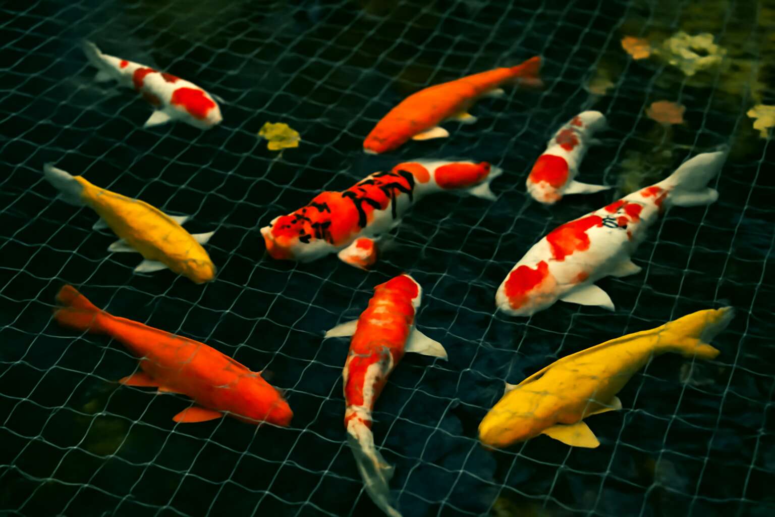 Effective Tips for Choosing the Right Koi Pond Netting to Protect Your ...