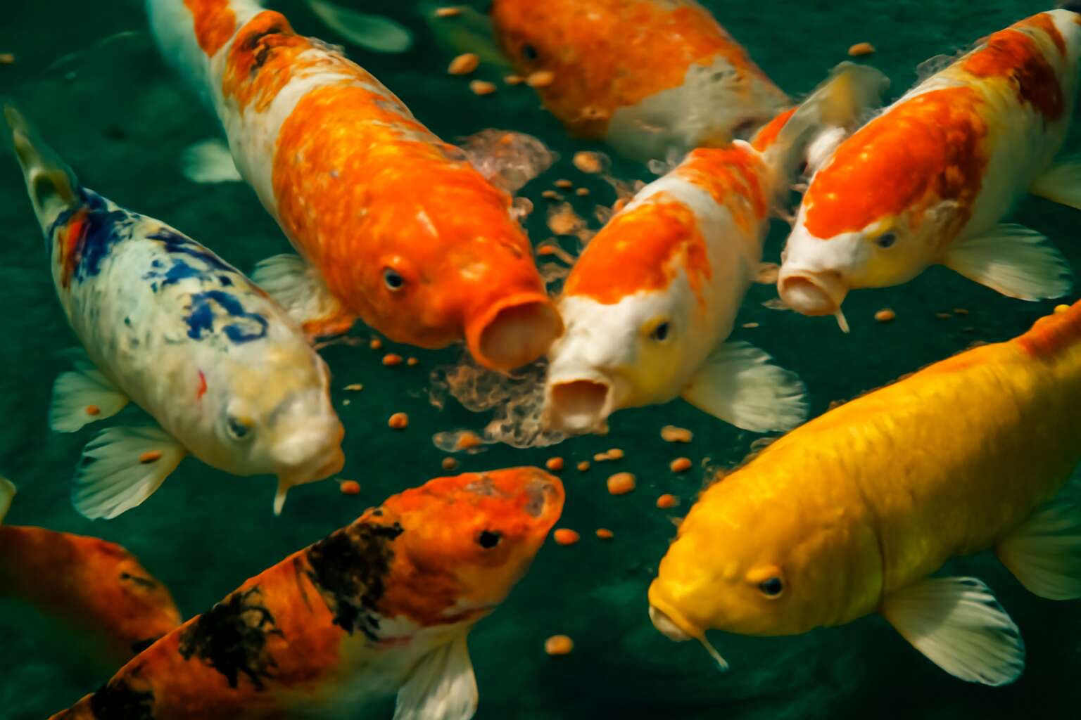 Discover the Best Food of Koi Fish for Vibrant Colors and Healthy ...