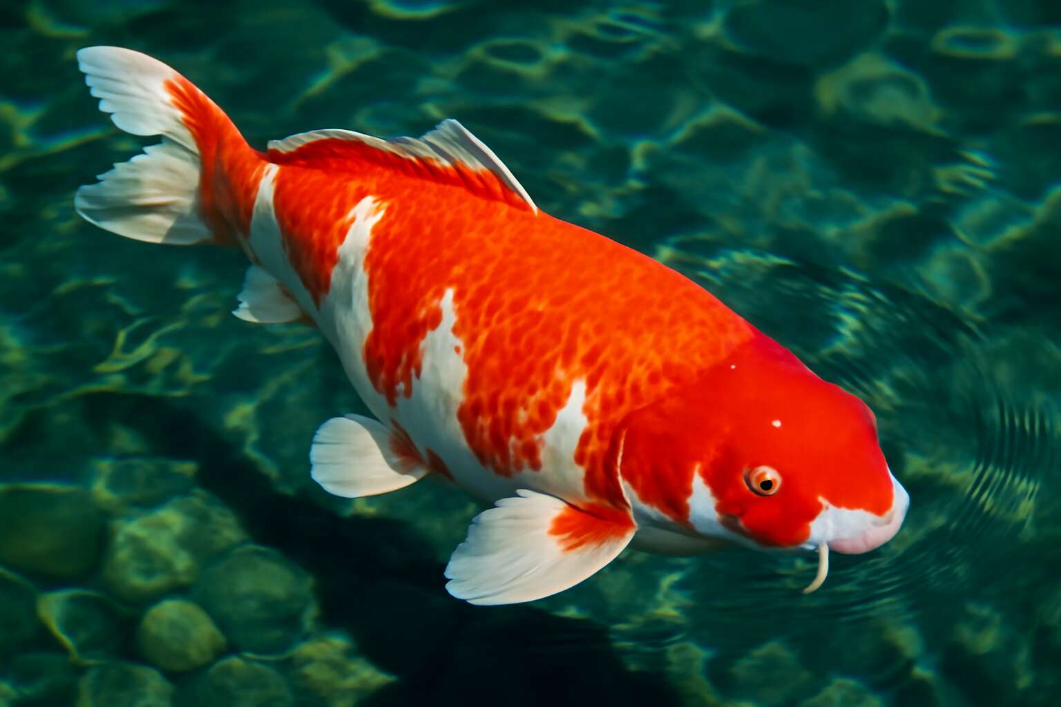 Boost Your Koi Fish Health: Top Tips for a Vibrant, Disease-Free ...